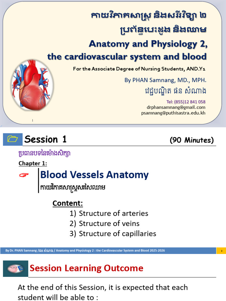 Anatomy of Blood Vessels Explained | PDF | Artery | Vein