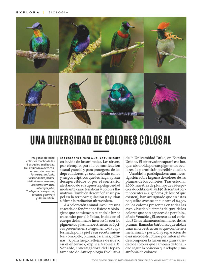 02 Una Diversidad de Colores Colosal | PDF | Pluma | Aves
