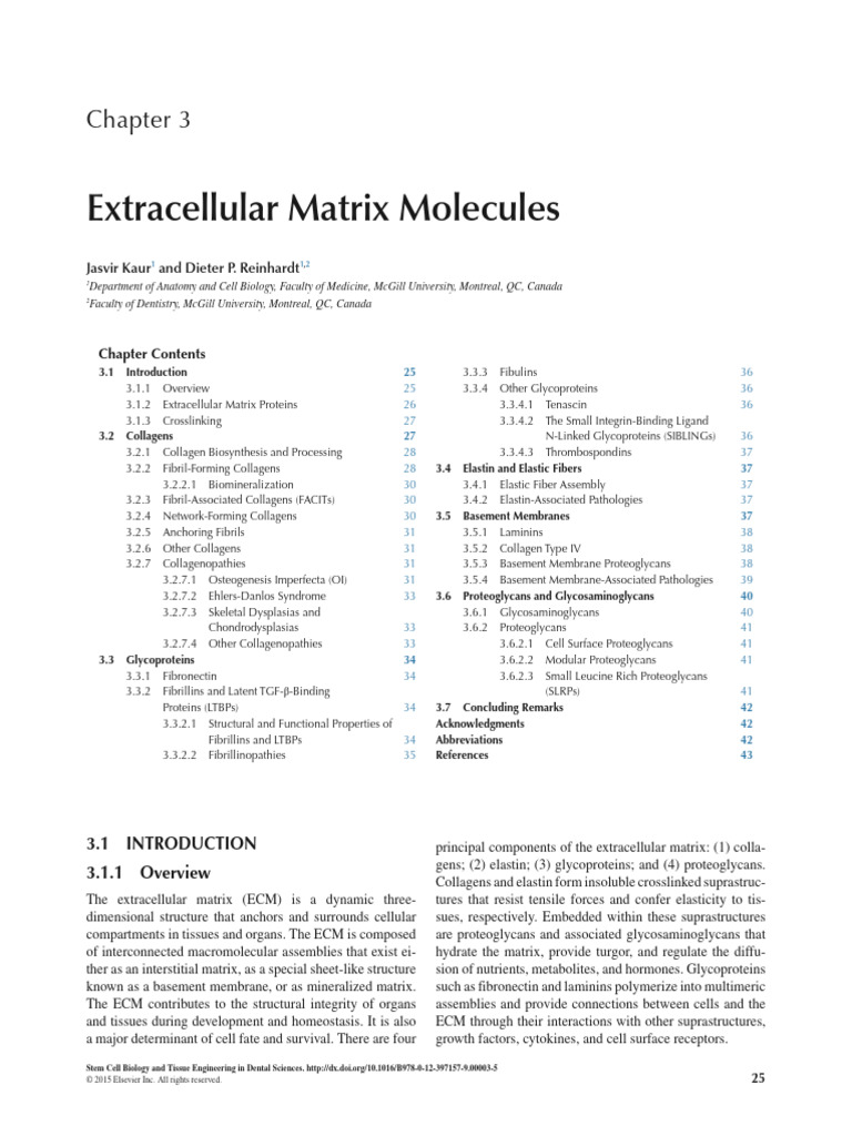 Extracellular Matrix Molecules | PDF | Extracellular Matrix | Collagen