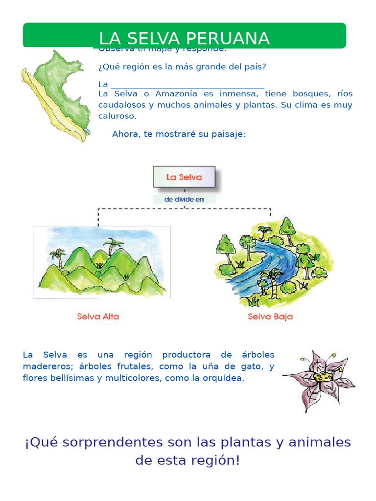 La Selva Peruana: Flora y Fauna Infantil | PDF
