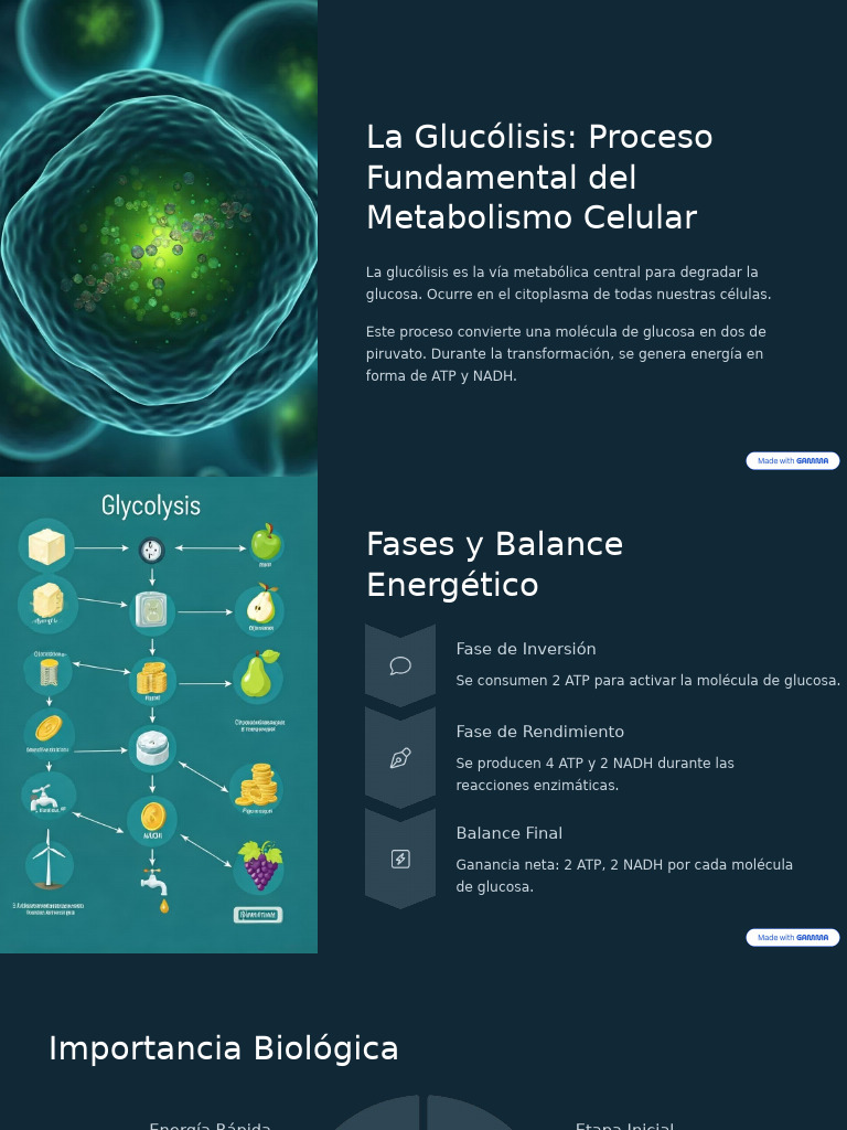 La Glucolisis Proceso Fundamental Del Metabolismo Celular | PDF
