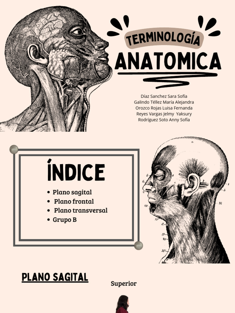 Terminología Anatómica | PDF