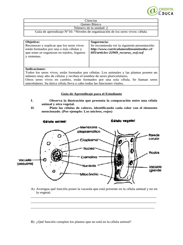 Niveles de Organización Celular | PDF
