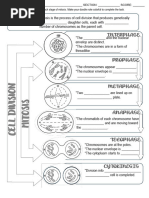Drawing the Phases of Mitosis | PDF
