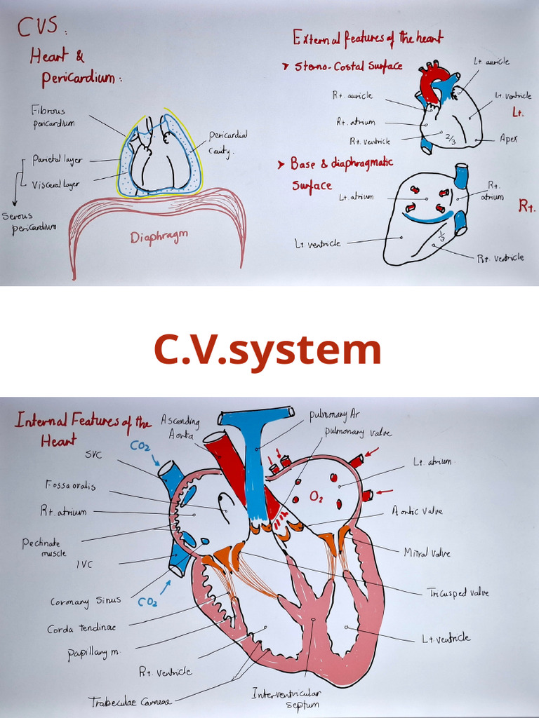 Cardiovascular System | PDF