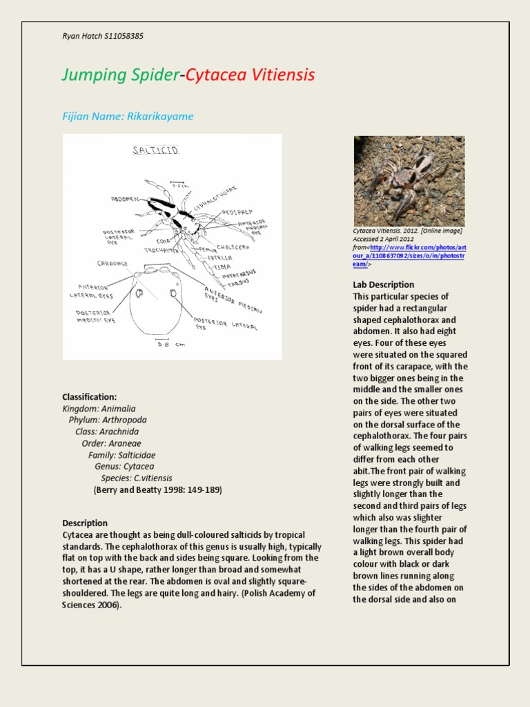 Jumping Spider of Fiji | PDF | Spider | Nature