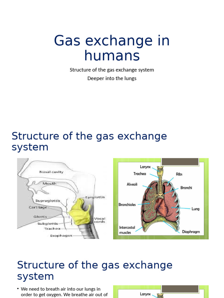 Gas Exchange in Humans - 7f5d4610 Ab0c 46c1 A883 9a55de602cc4 | PDF