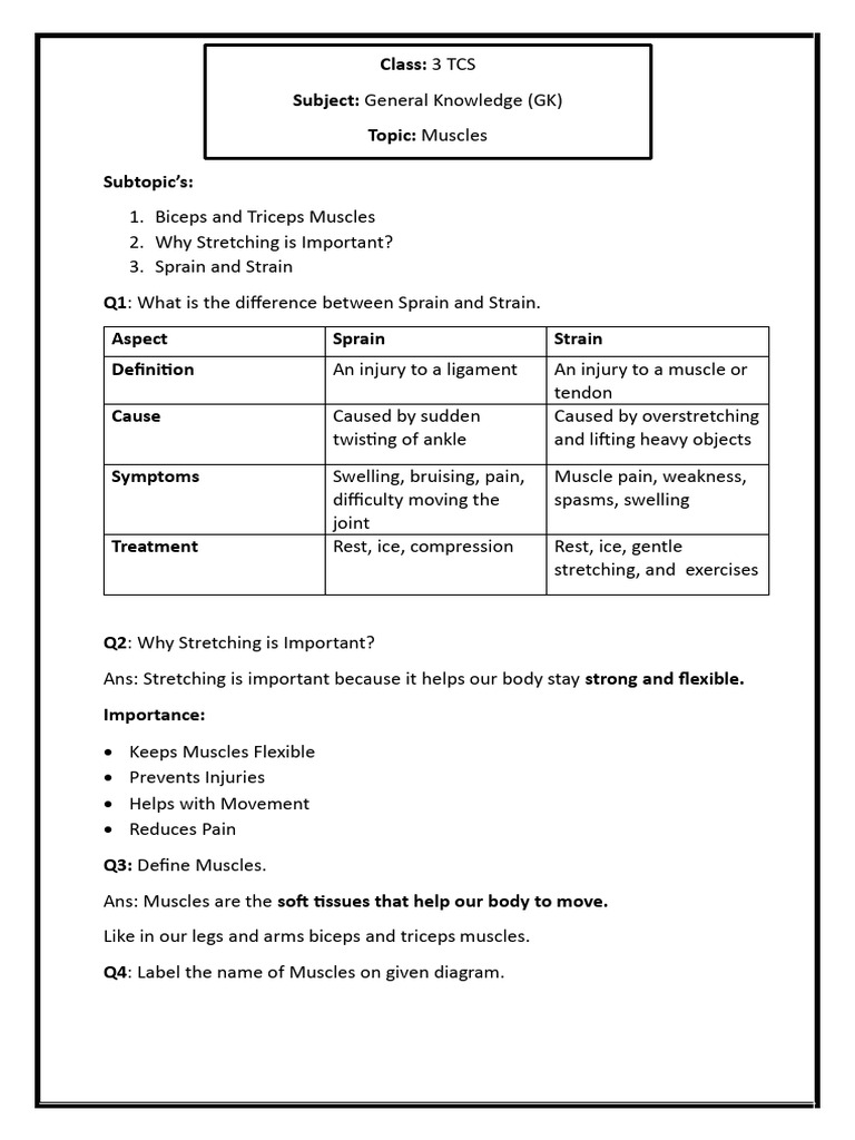 Class 3 Mucles Notes | PDF