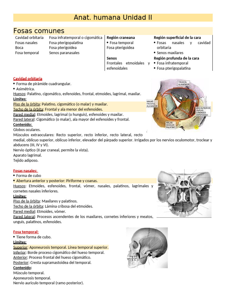 Anat Humana Unidad II Fosas Comunes | PDF | Cabeza y cuello humanos ...