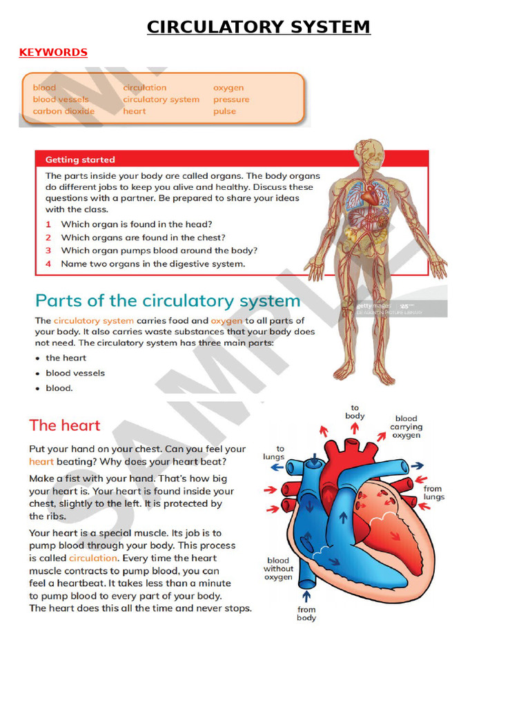 Lessons 1 - Circulatory System | PDF