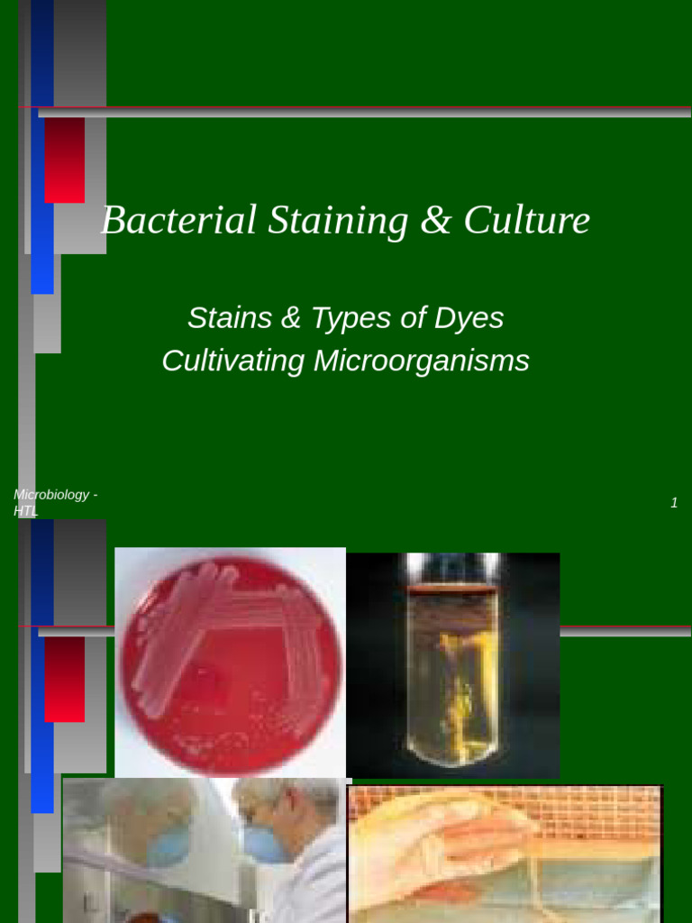 Bacterial Culture And Staining Ppt 1 Pdf Growth Medium Staining
