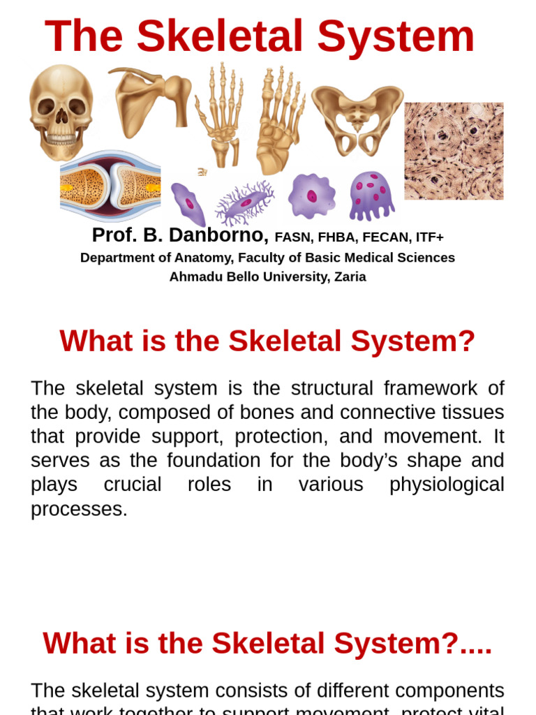 Lecture 2 Skeletal System | PDF | Skull | Vertebra