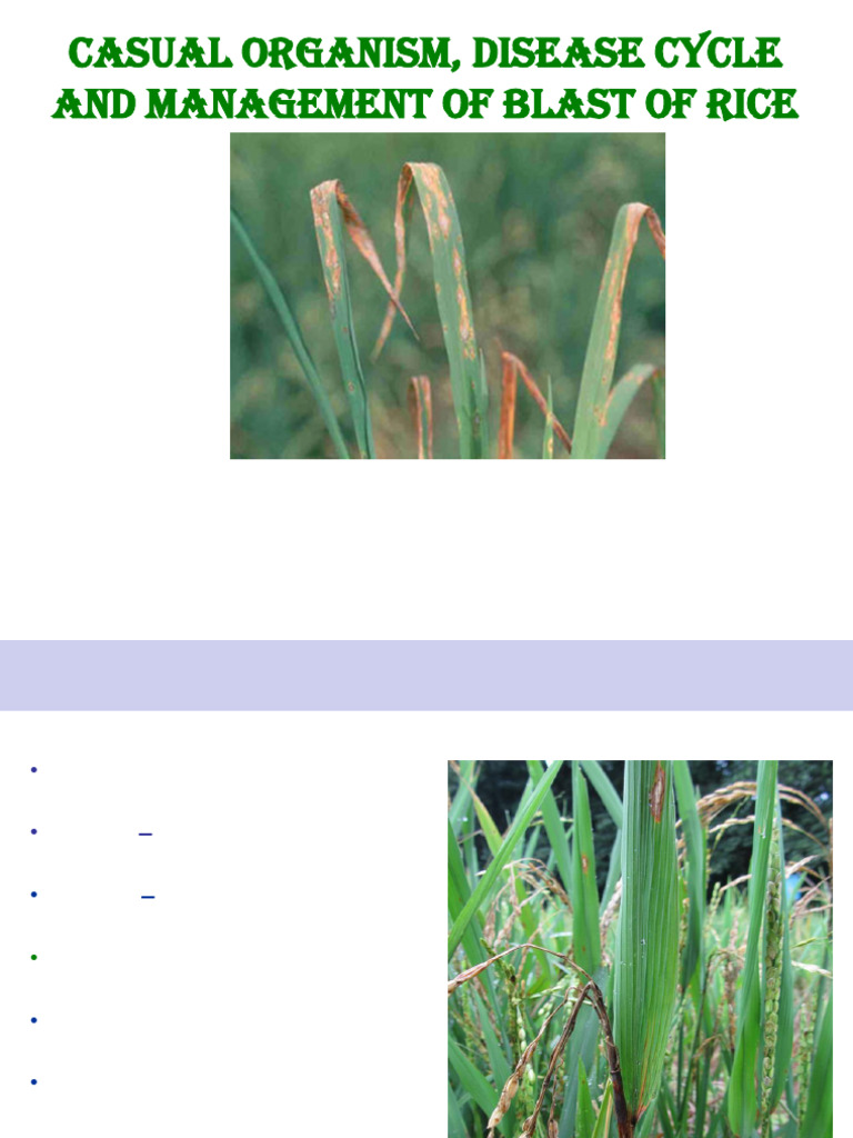 Rice Blast Disease Cycle and Management | PDF