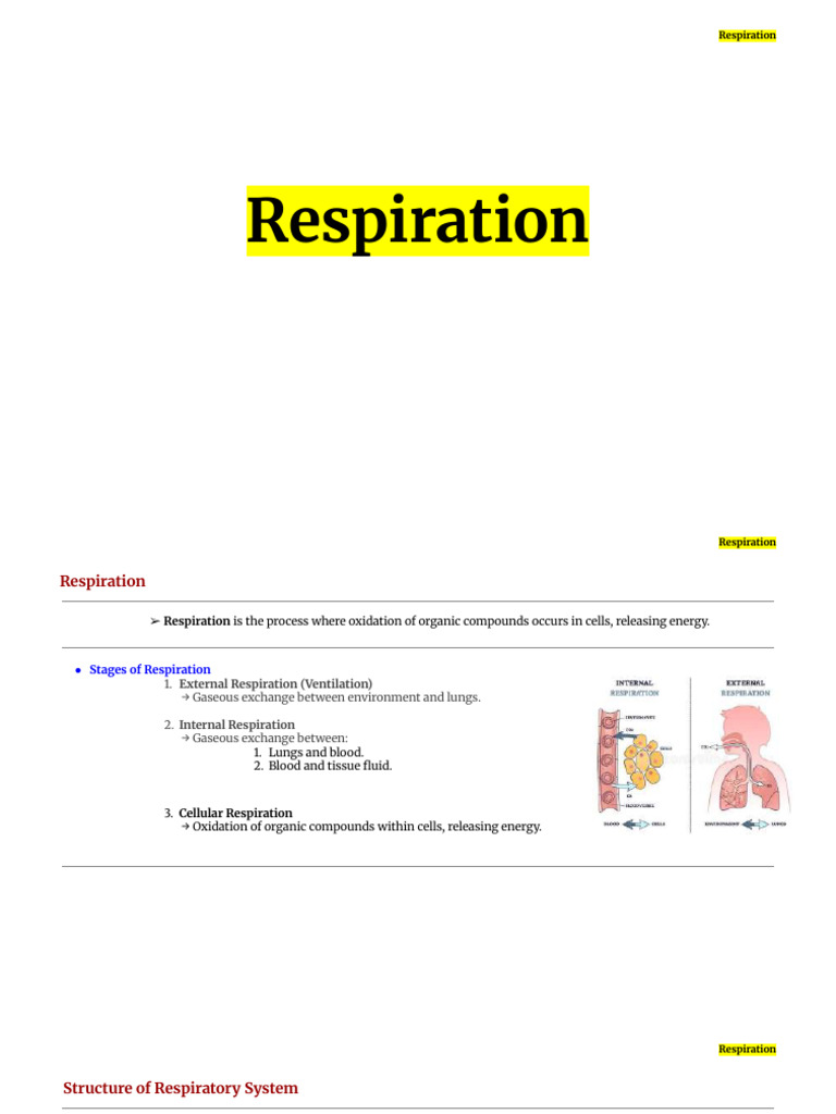 Understanding Human Respiration Process | PDF | Respiratory Tract ...