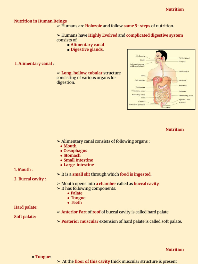 Human Nutrition and Digestive System Overview | PDF | Digestion | Pancreas