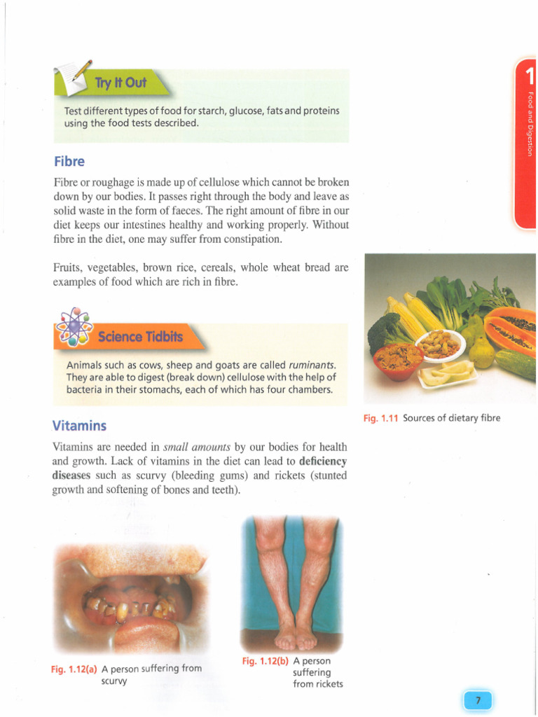 International Lower Secondary Science 3 8 | PDF