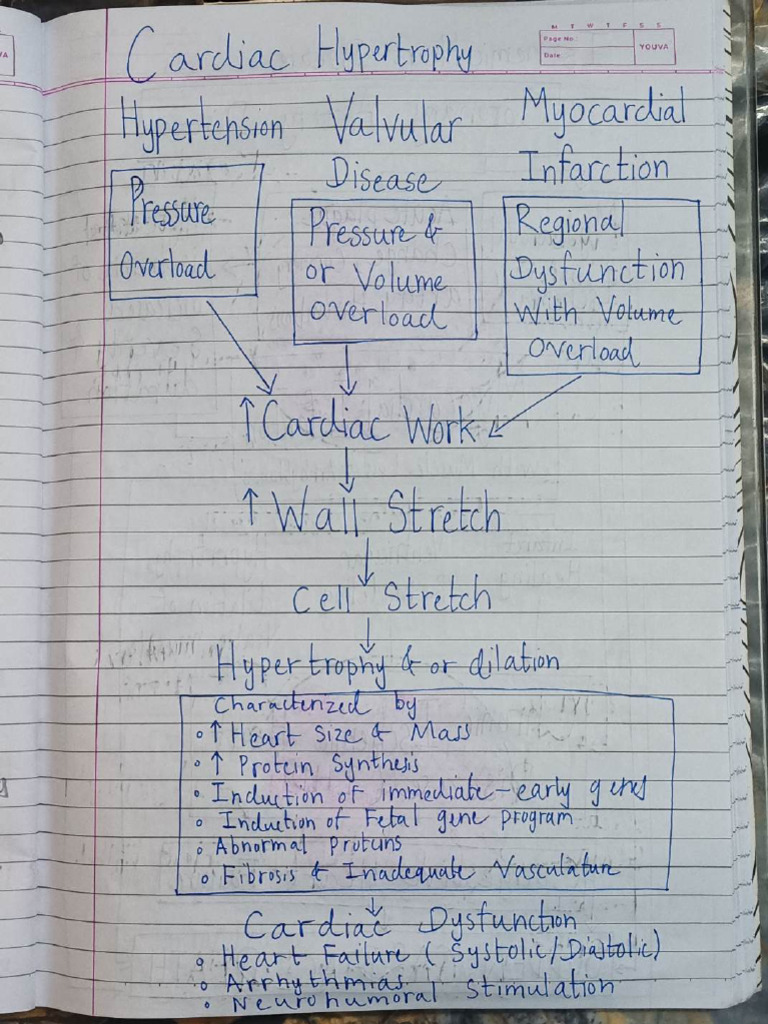 Pathology Paper B Heart Failure Histopathology | PDF