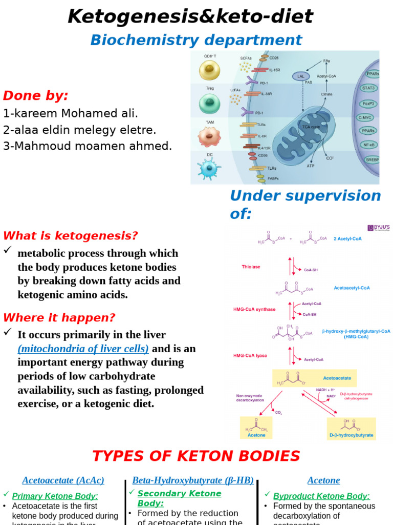 Ketogenesis and Keto Diet | PDF | Ketosis | Ketogenic Diet