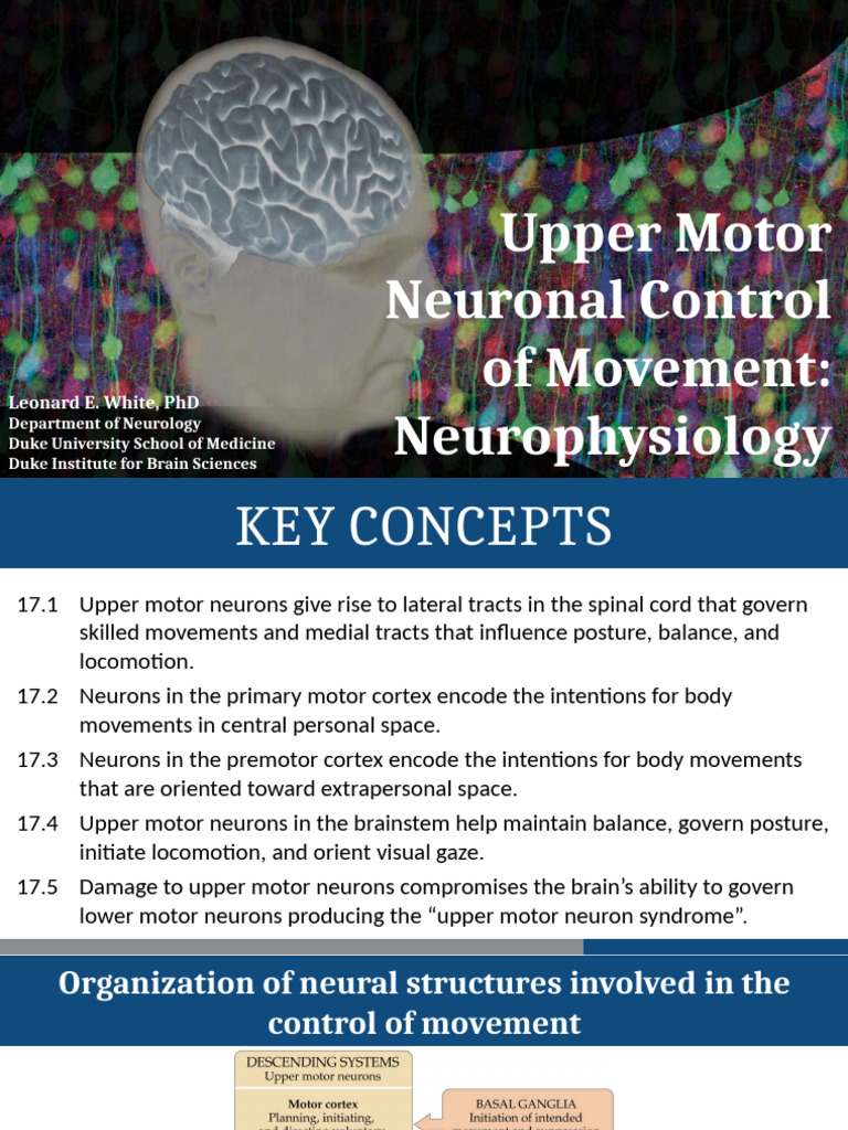 2 Slides Upper Motor Neuronal Control of Movement Neurophysiology | PDF ...