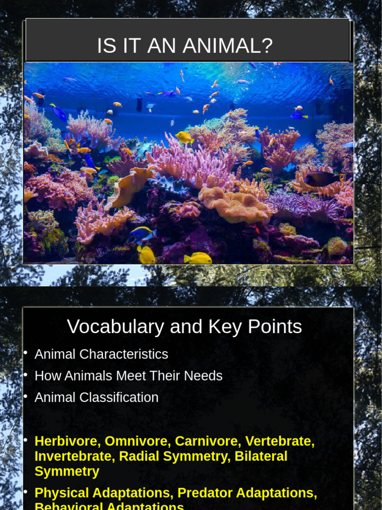 Understanding Animal Characteristics and Classifications | PDF