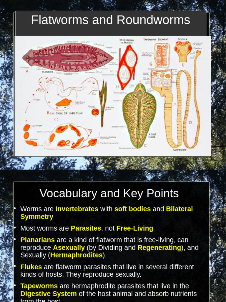 Glencoe Animal Diversity - Lesson 3 | PDF