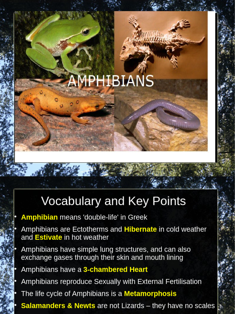 Glencoe Animal Diversity - Lesson 10 | PDF