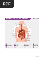 Digestive System GIZMO | PDF | Digestion | Small Intestine