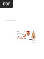 Anatomy and Physiology Flashcards | PDF