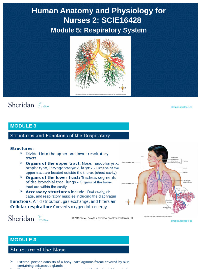 Module 5 - Respiratory System Student Notes | PDF | Lung | Larynx