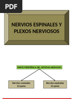Anatomía de los Plexos Nerviosos | PDF | Anatomía humana | Sistema musculoesquelético
