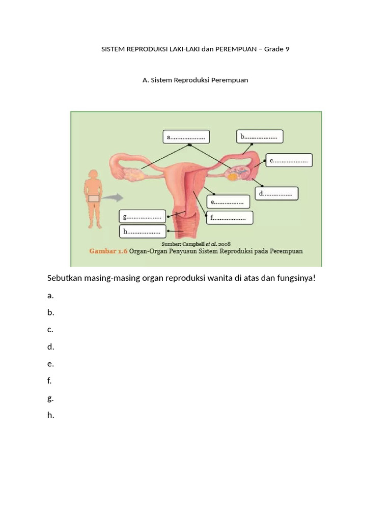 Organ Reproduksi Manusia Kelas 9 | PDF