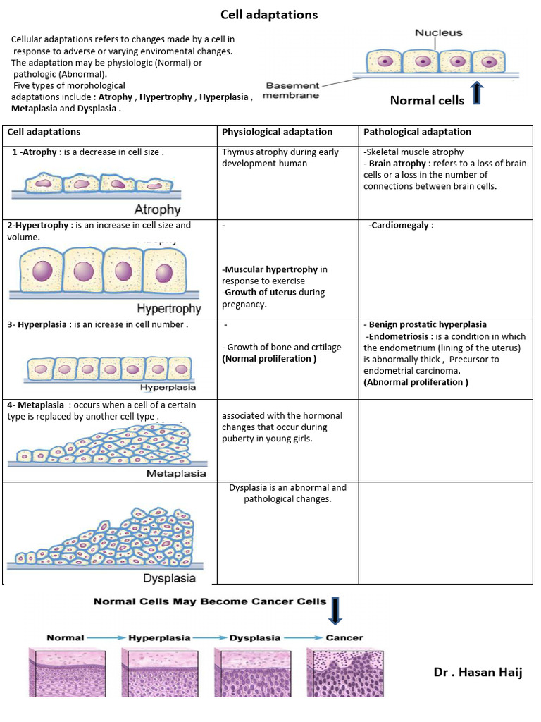 Cell Adaptations نشاط | PDF | Anatomy | Biology