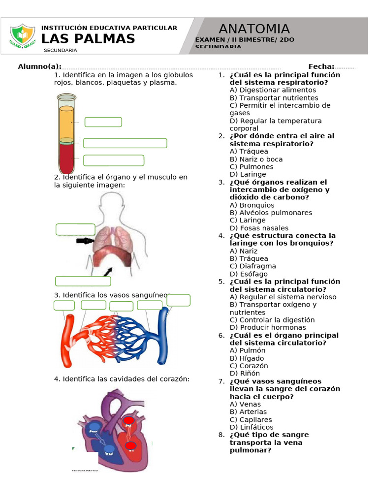 Anatomia 2do Secundaria | PDF | Pulmón | Sistema circulatorio