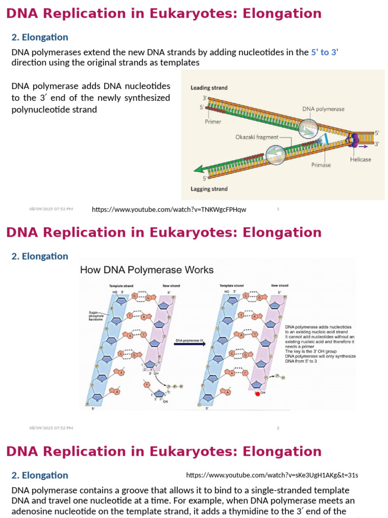 Molecular Genetics Module 1 - Part 4 | PDF | Dna Replication | Telomere