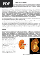 Ecografía renal: anatomía y protocolo | PDF | Riñón | Abdomen