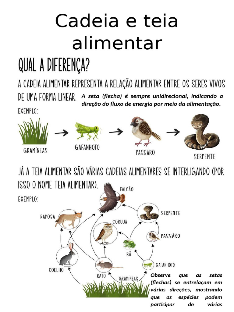 Diferenças entre Cadeia e Teia Alimentar | PDF