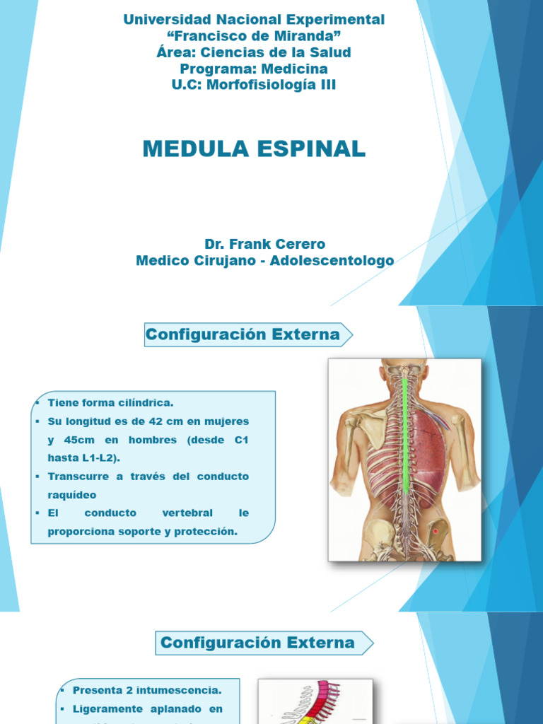 Anatomía y Función de la Médula Espinal | PDF | Médula espinal ...