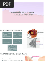Anatomía y Función de la Mama Femenina | PDF | Pecho | Anatomía humana