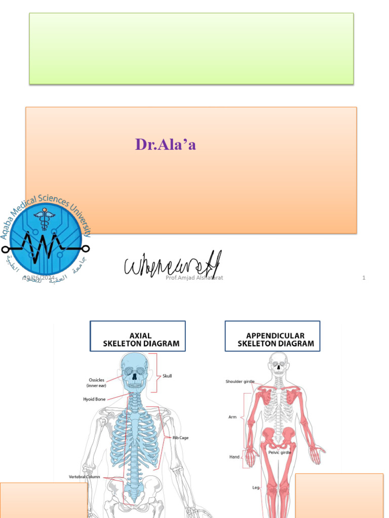 Bones of The Axial Skeleton | PDF | Vertebra | Skull