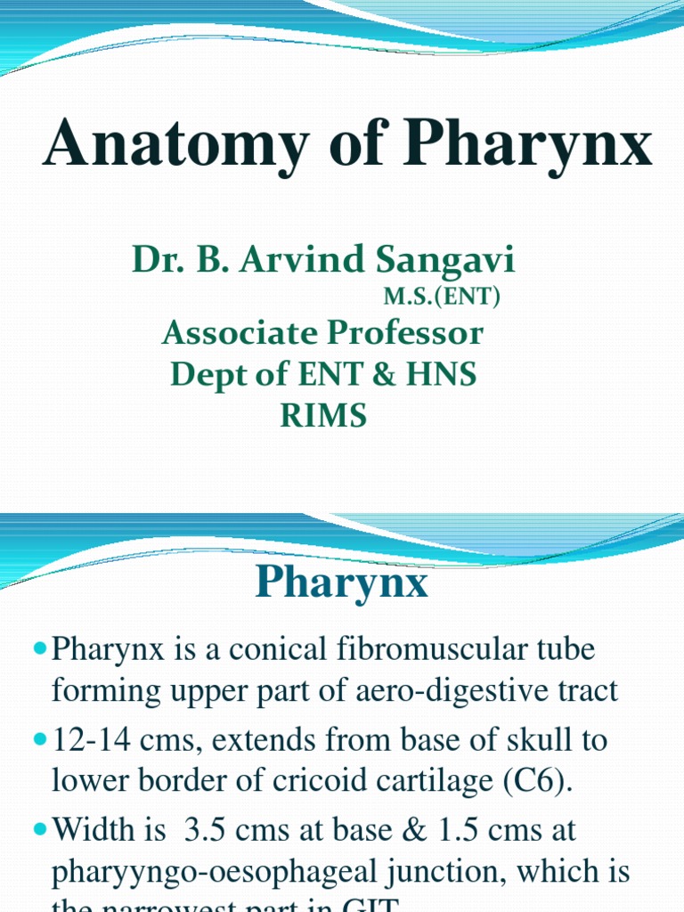 Anatomy and Functions of the Pharynx | PDF | Larynx | Human Head And Neck