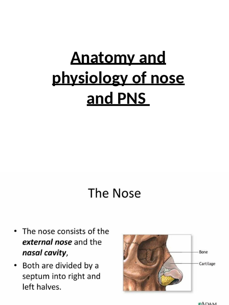 Anatomy and Physiology of Nose and Pns | PDF