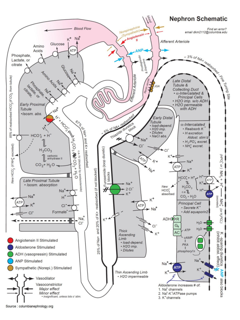 Nephron Physiology | PDF