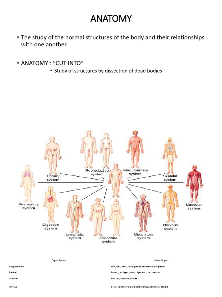 Organization of The Human Body | PDF | Human Body | Anatomical Terms Of ...
