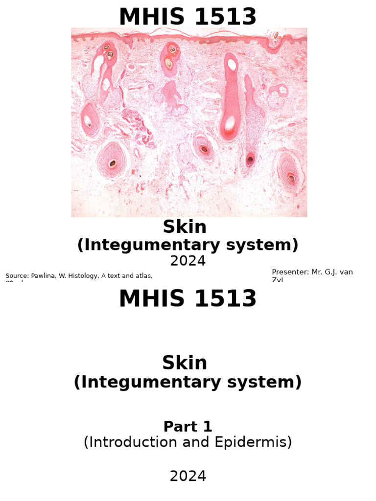 Integumentary System: Skin Anatomy Overview | PDF | Epidermis | Skin