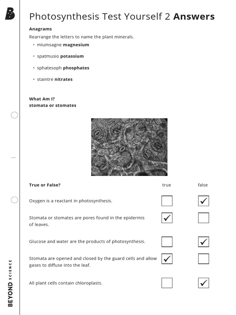 Photosynthesis Test Yourself 2 Answers | PDF