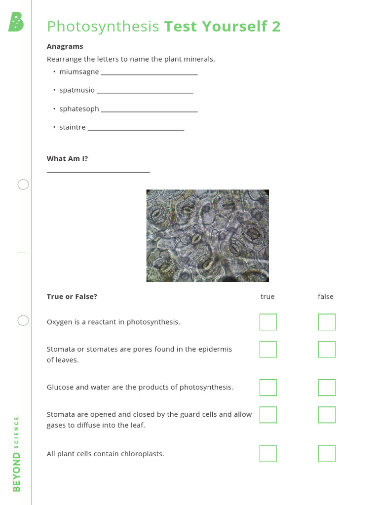 Photosynthesis Test Yourself 2 | PDF
