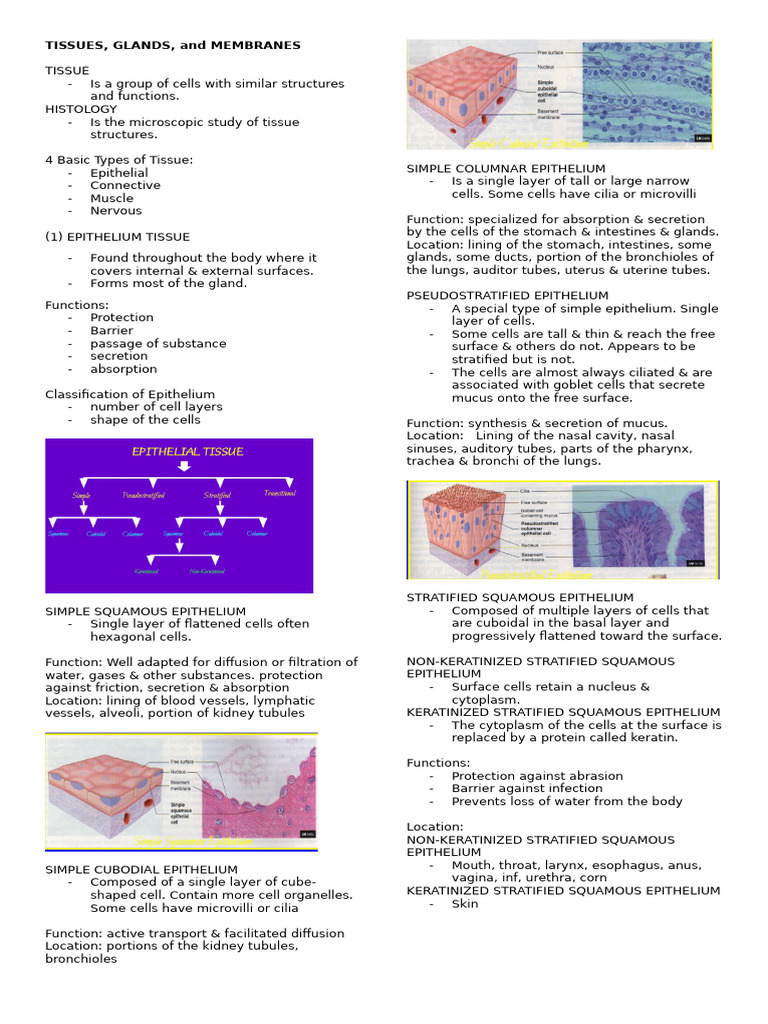 Tissues, Glands, & Membranes Reviewer | PDF | Epithelium | Cerebellum