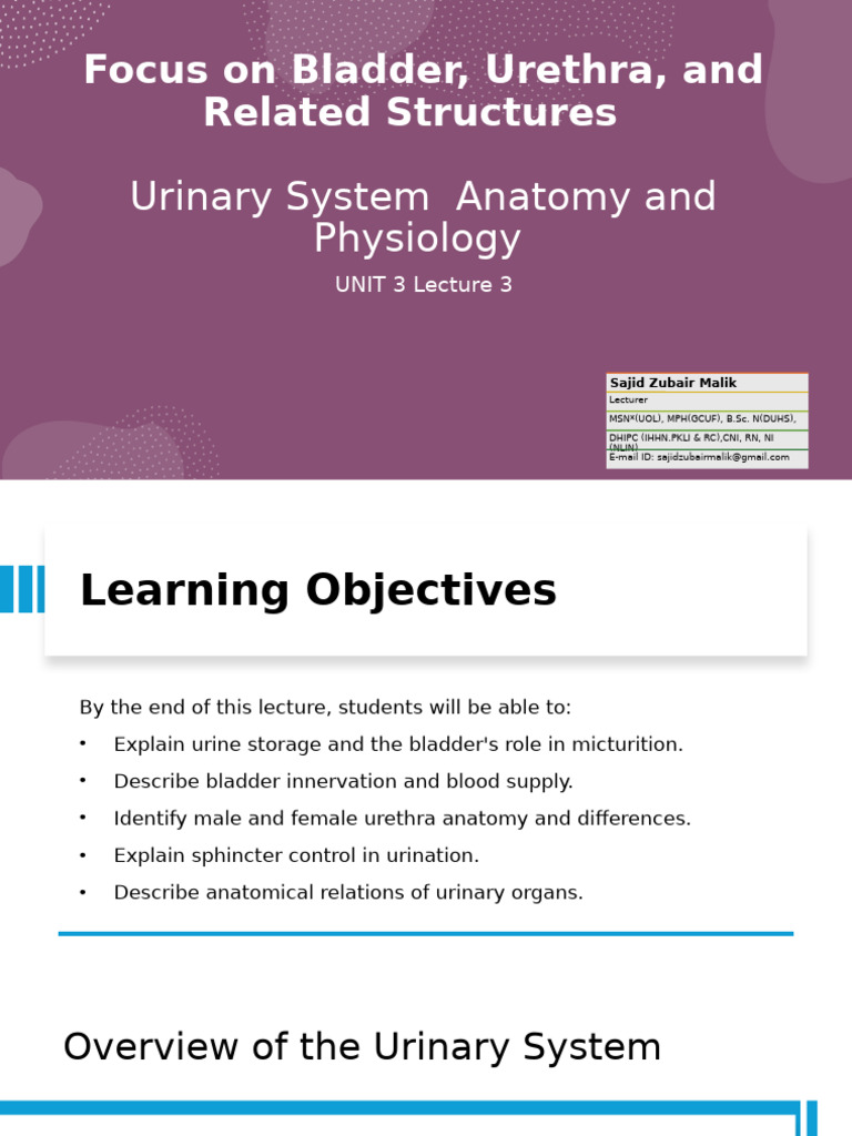 Urinary System: Bladder & Urethra Anatomy | PDF | Urination | Urinary ...