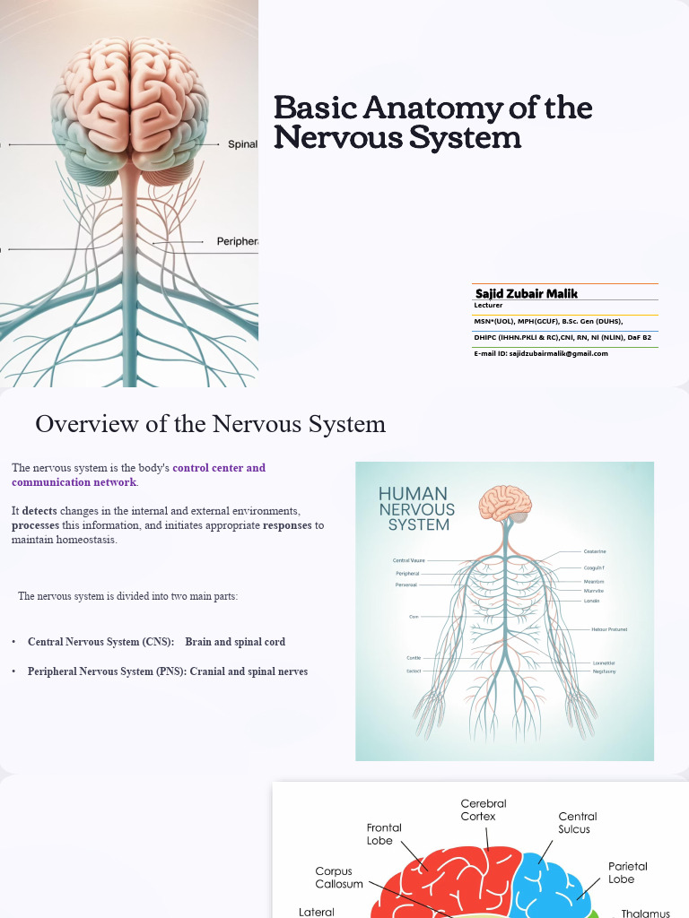 Nervous System Anatomy Overview | PDF | Spinal Cord | Central Nervous ...