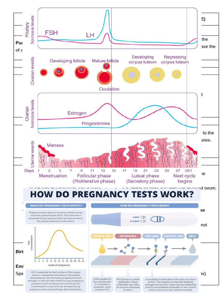 Ovarian Uterine Cycle1 | PDF | Menstrual Cycle | Mammal Reproductive System